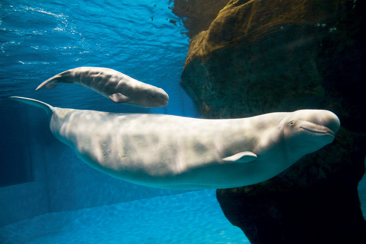 Beluga whales Poster, Affiche | All poster chez Europosters