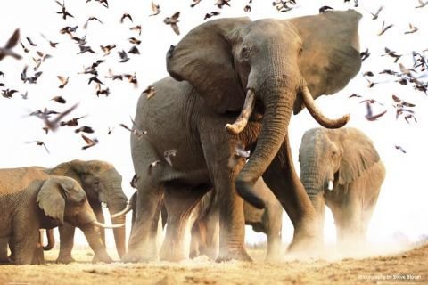 Poster, Affiche Elephants herd - steve bloom en ligne | 3+1 GRATUIT ...