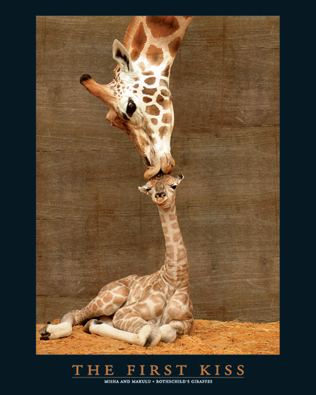 FIRST KISS Poster, Affiche | All poster chez Europosters