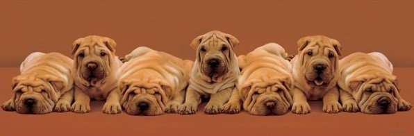 Poster, Affiche Keith Kimberlin - puppies en ligne | 3+1 GRATUIT ...