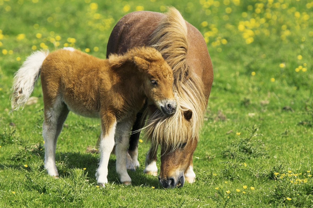 Two ponies Poster, Affiche | All poster chez Europosters