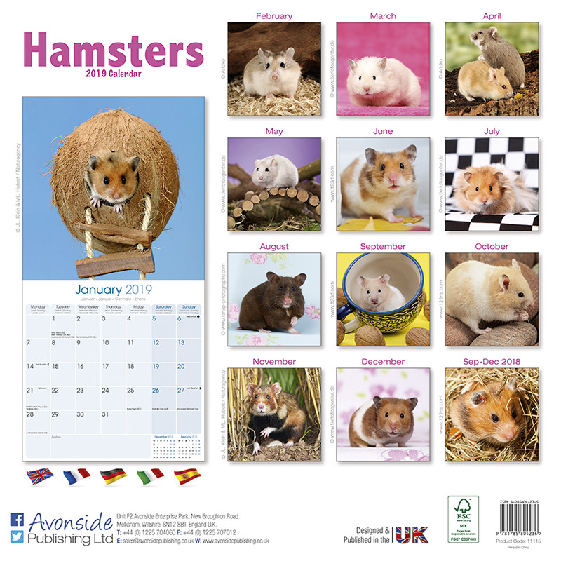 Hamsters - Calendari da muro 2019 | Compra su Europosters