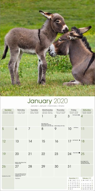 Donkeys - Calendarios de pared 2020 | Consíguelos en Posters.es