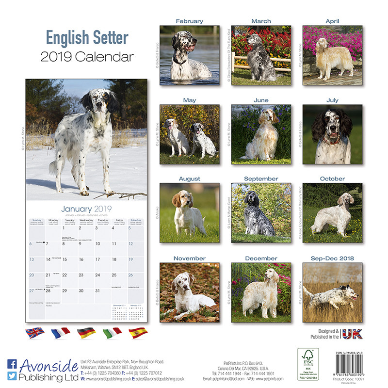 English Setter - Calendarios de pared 2019 | Consíguelos en Posters.es