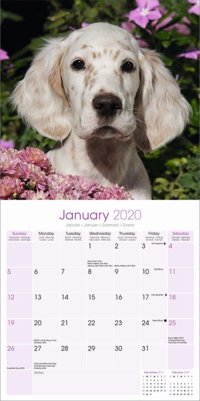 English Setter - Calendarios de pared 2020 | Consíguelos en Posters.es
