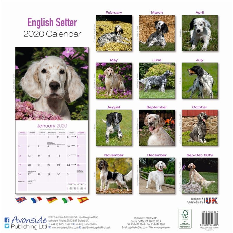 English Setter - Calendarios de pared 2020 | Consíguelos en Posters.es