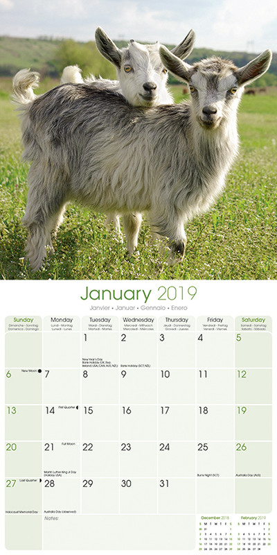 Goats - Calendarios de pared 2019 | Consíguelos en Posters.es
