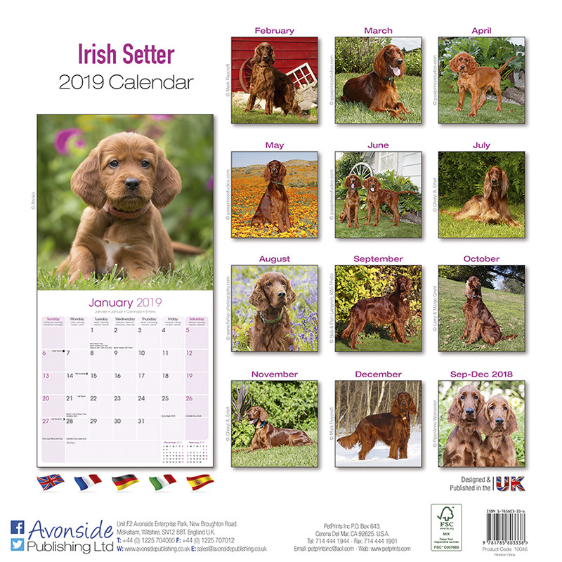 Irish Setter - Calendarios de pared 2019 | Consíguelos en Posters.es