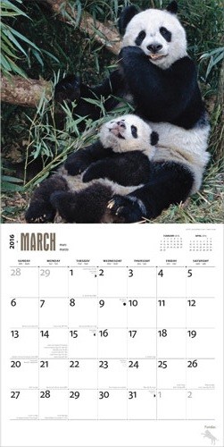 Pandas - Calendarios de pared 2016 | Consíguelos en Posters.es