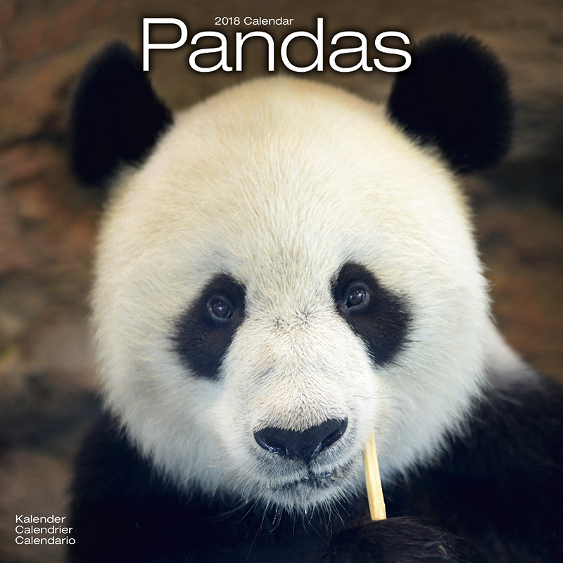 Pandas - Calendarios de pared 2024 | Consíguelos en Posters.es
