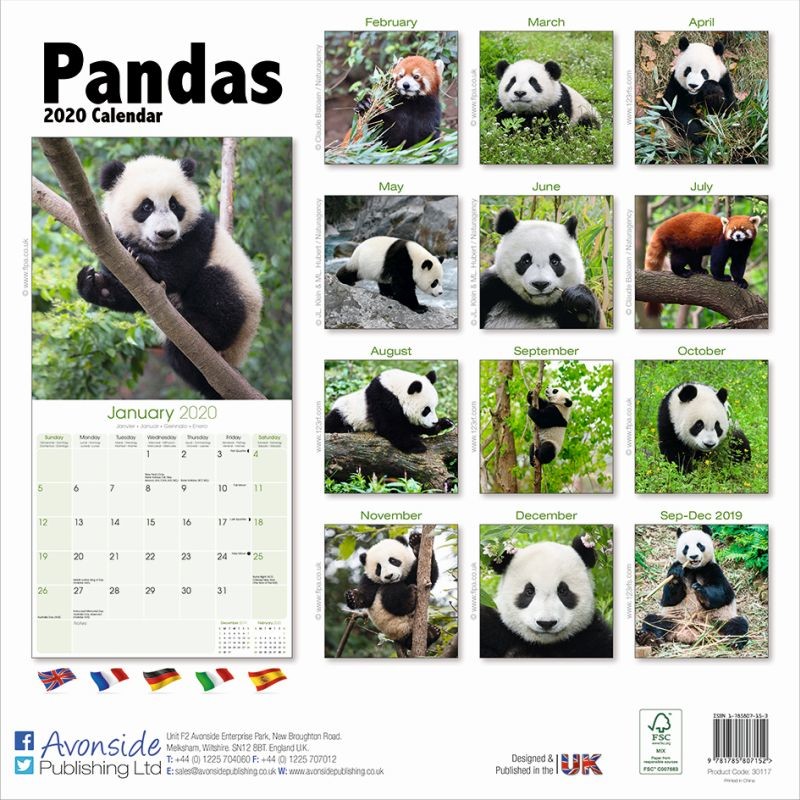 Pandas - Calendarios de pared 2024 | Consíguelos en Posters.es