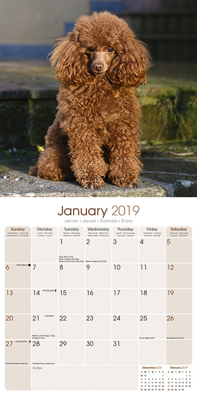 Poodle - Calendarios de pared 2019 | Consíguelos en Posters.es
