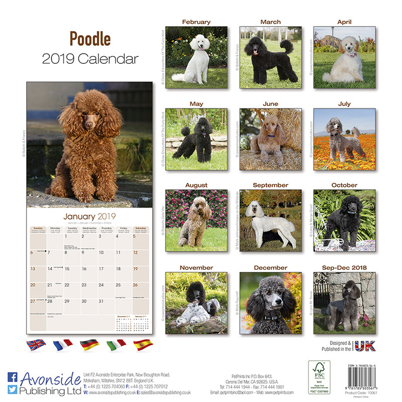 Poodle - Calendarios de pared 2019 | Consíguelos en Posters.es