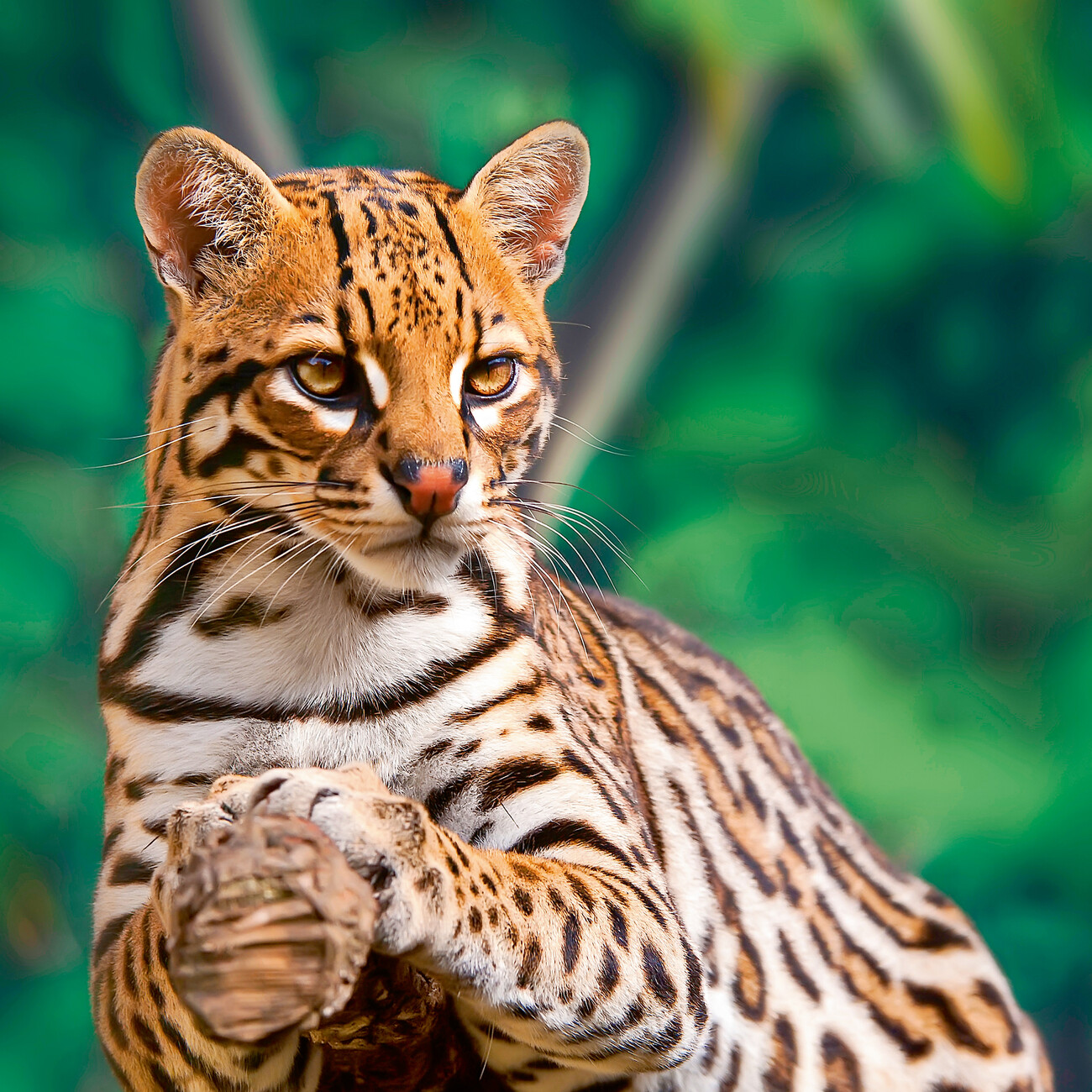 Rainforest Alive - Calendarios de pared 2027 | Consíguelos en Posters.es