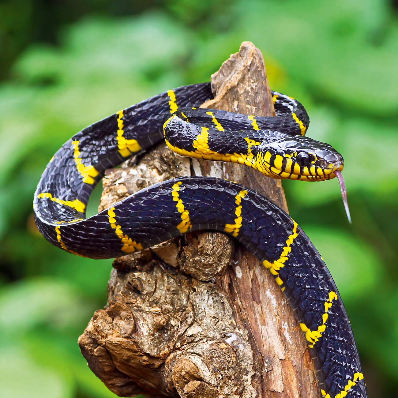 Rainforest Alive - Calendarios de pared 2027 | Consíguelos en Posters.es