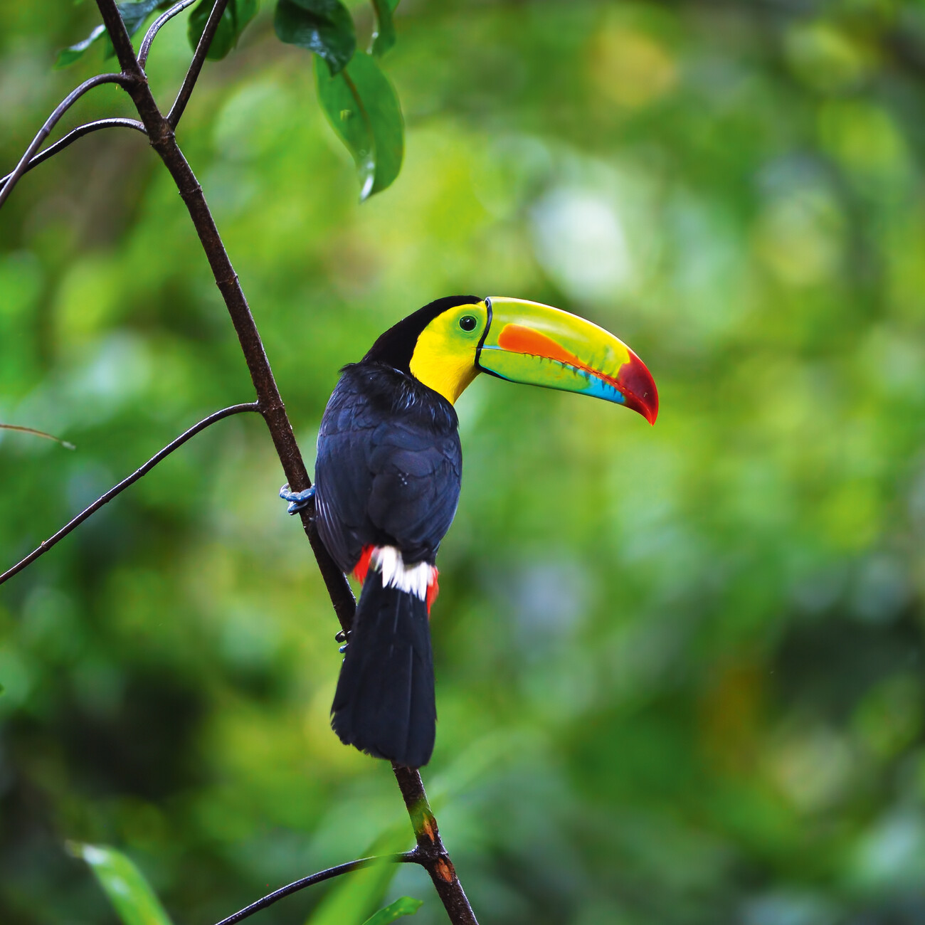 Rainforest Alive - Calendarios de pared 2027 | Consíguelos en Posters.es