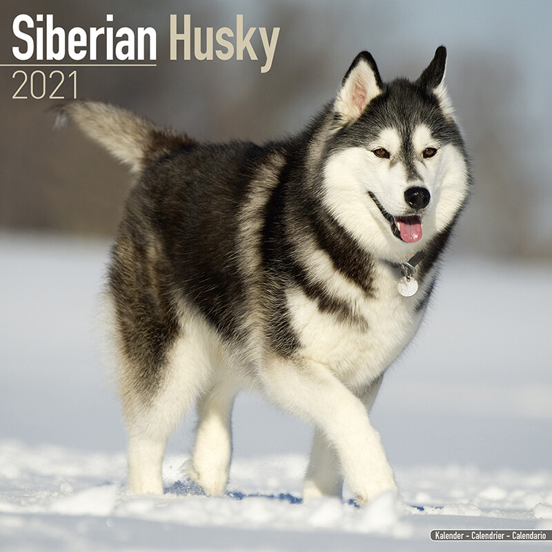 Siberian Husky - Calendarios de pared 2021 | Consíguelos en Posters.es