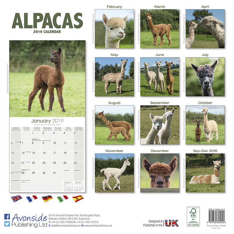 Alpacas - Wall Calendars 2019 | Buy at UKposters
