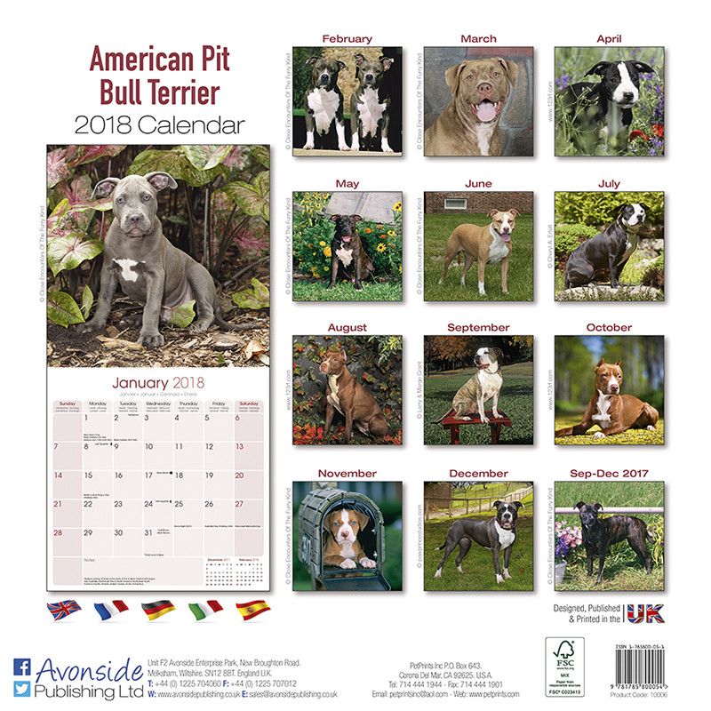 American Pit Bull Terrier - Wall Calendars 2018 | Buy at UKposters