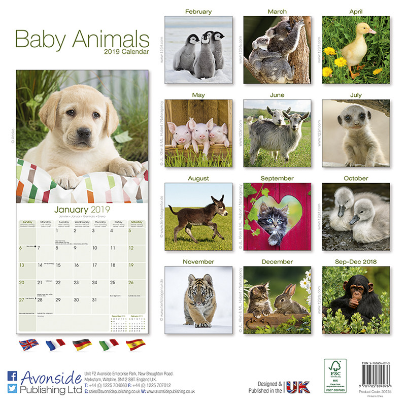 Baby Animals - Wall Calendars 2019 | Buy at UKposters
