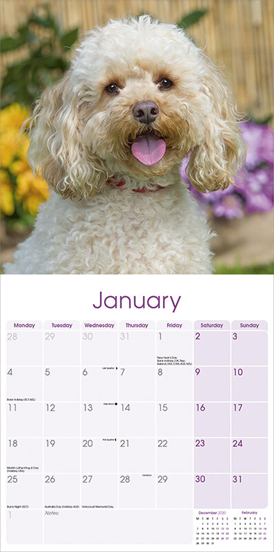 Cavapoo - Wall Calendars 2021 | Buy at UKposters