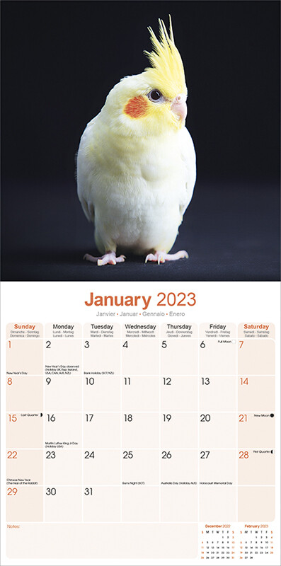 Cockatiels - Wall Calendars 2024 | Buy at UKposters