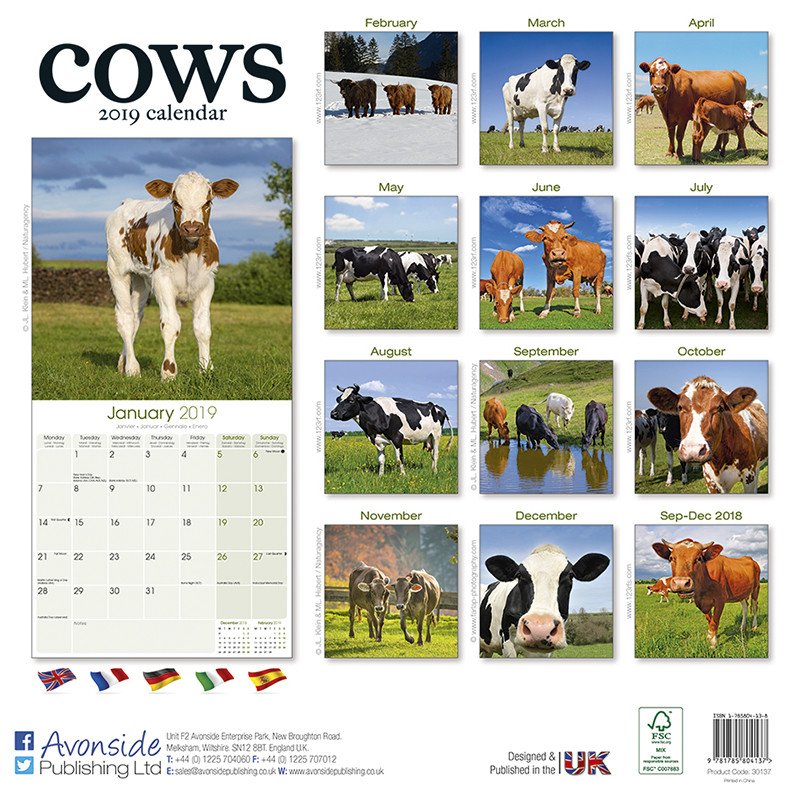 Cows - Wall Calendars 2019 | Buy at UKposters
