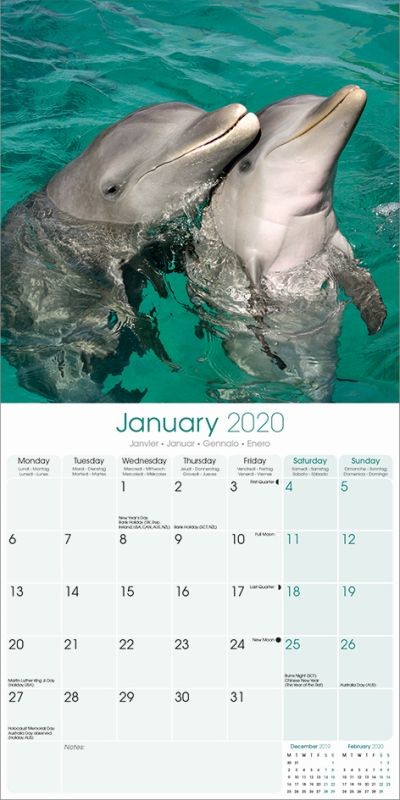 Dolphins - Wall Calendars 2020 | Buy at UKposters