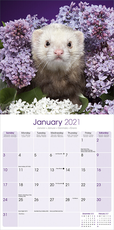 Ferrets - Wall Calendars 2021 | Buy at Europosters