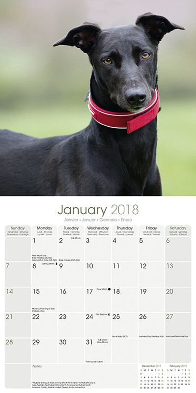Greyhound - Wall Calendars 2018 | Buy at UKposters