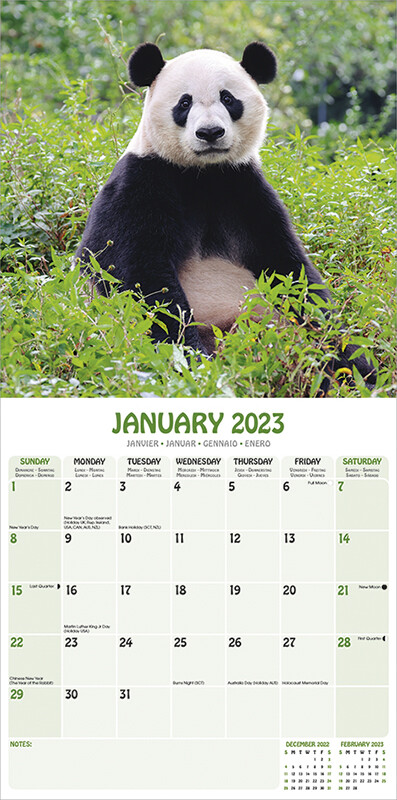 Pandas - Wall Calendars 2023 | Buy at UKposters