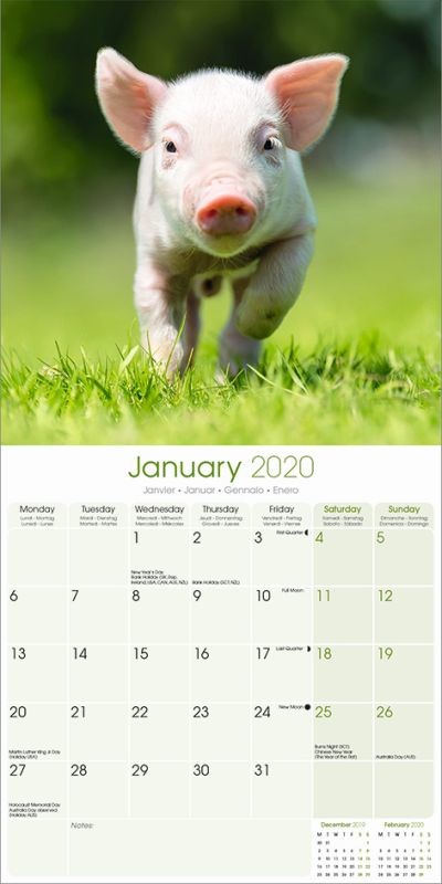 Pigs - Wall Calendars 2020 | Buy at Europosters