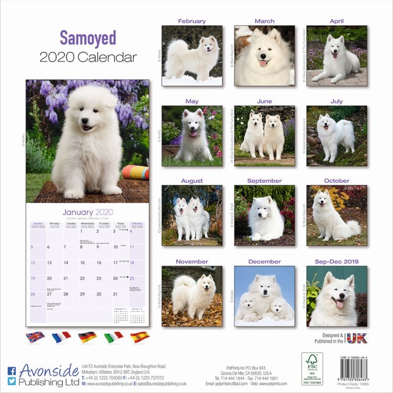 Samoyed - Wall Calendars 2020 | Buy at UKposters