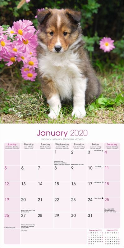 Shetland Sheepdog - Wall Calendars 2020 | Buy at UKposters
