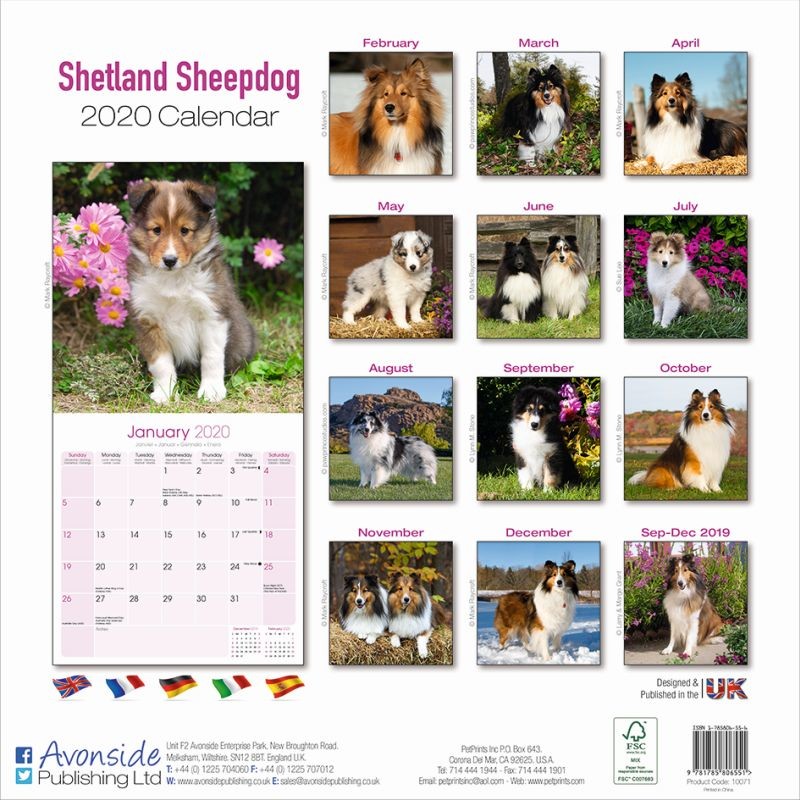 Shetland Sheepdog - Wall Calendars 2020 | Buy at UKposters
