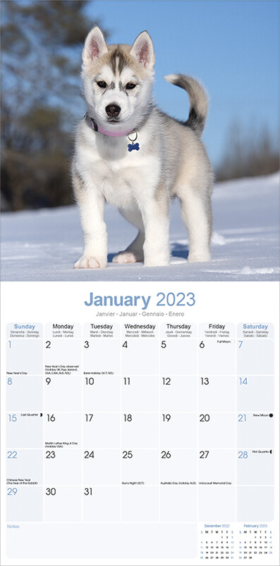 Siberian Husky - Wall Calendars 2023 | Buy at UKposters