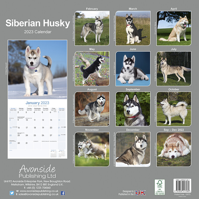 Siberian Husky - Wall Calendars 2023 | Buy at UKposters