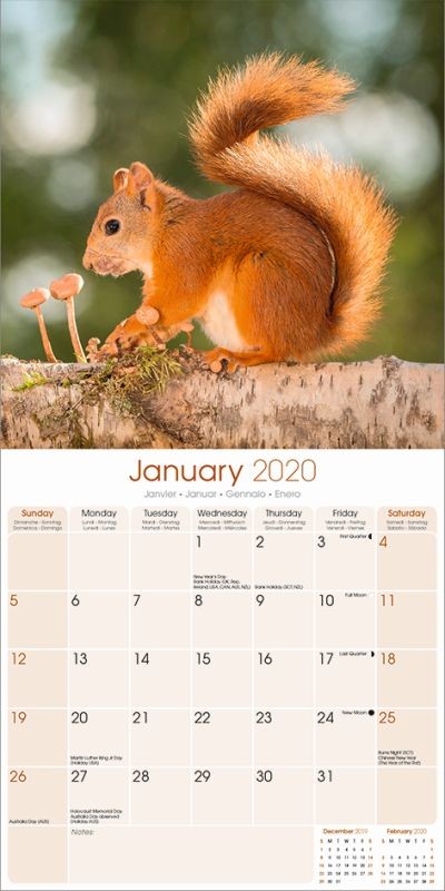 Squirrels - Wall Calendars 2020 | Buy at UKposters