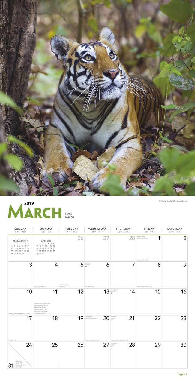Tigers - Wall Calendars 2026 | Buy at UKposters