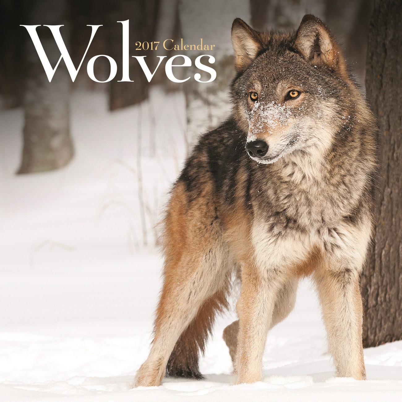 Wolves - Wall Calendars 2024 | Buy at Europosters