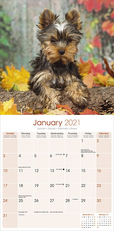Yorkshire Terrier - Wall Calendars 2021 | Buy at UKposters
