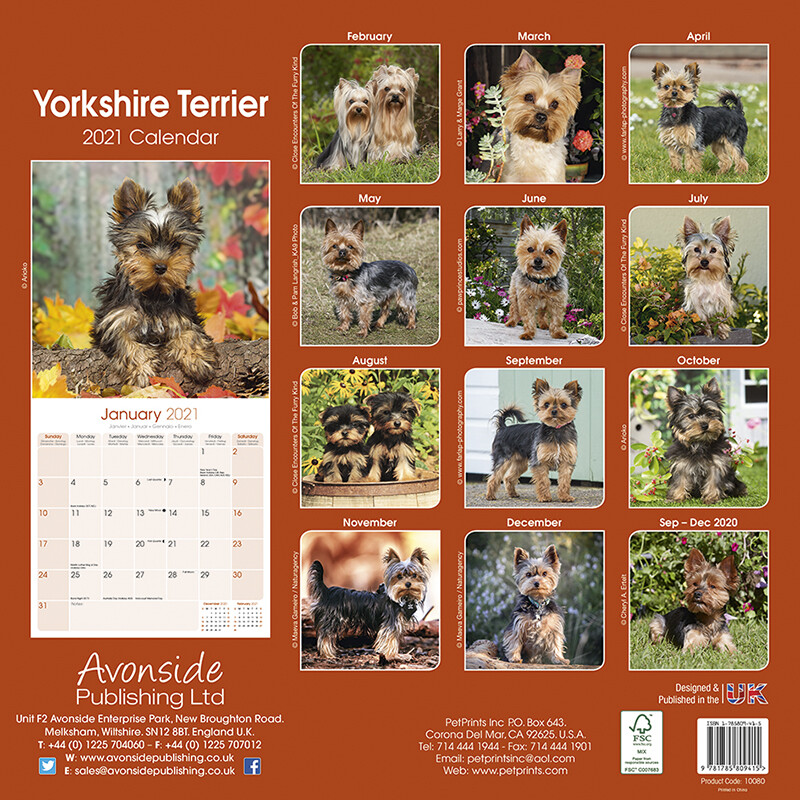 Yorkshire Terrier - Wall Calendars 2021 | Buy at UKposters