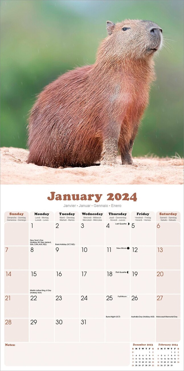Capybara - Calendriers 2024 | Achetez sur Europosters