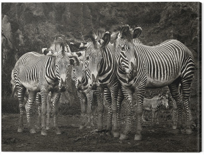 Canvas Wall Art Marina Cano - Zebras | Canvas Prints | UKposters