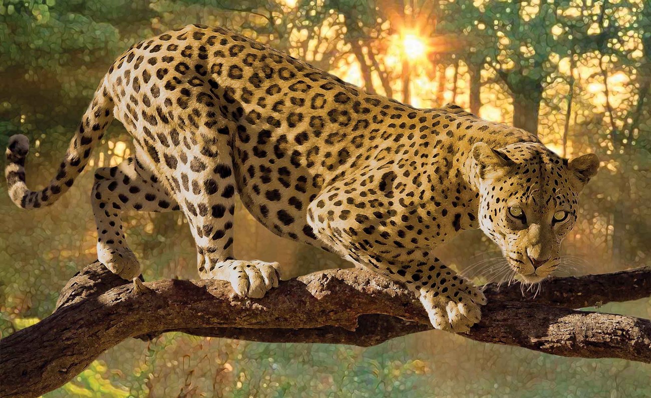 Fototapete, Tapete Leopard bei EuroPosters - Kostenloser Versand