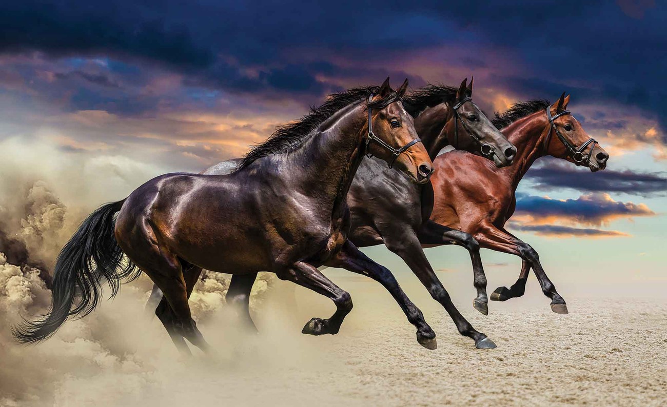 Fototapete, Tapete Pferde Wild bei EuroPosters - Kostenloser Versand