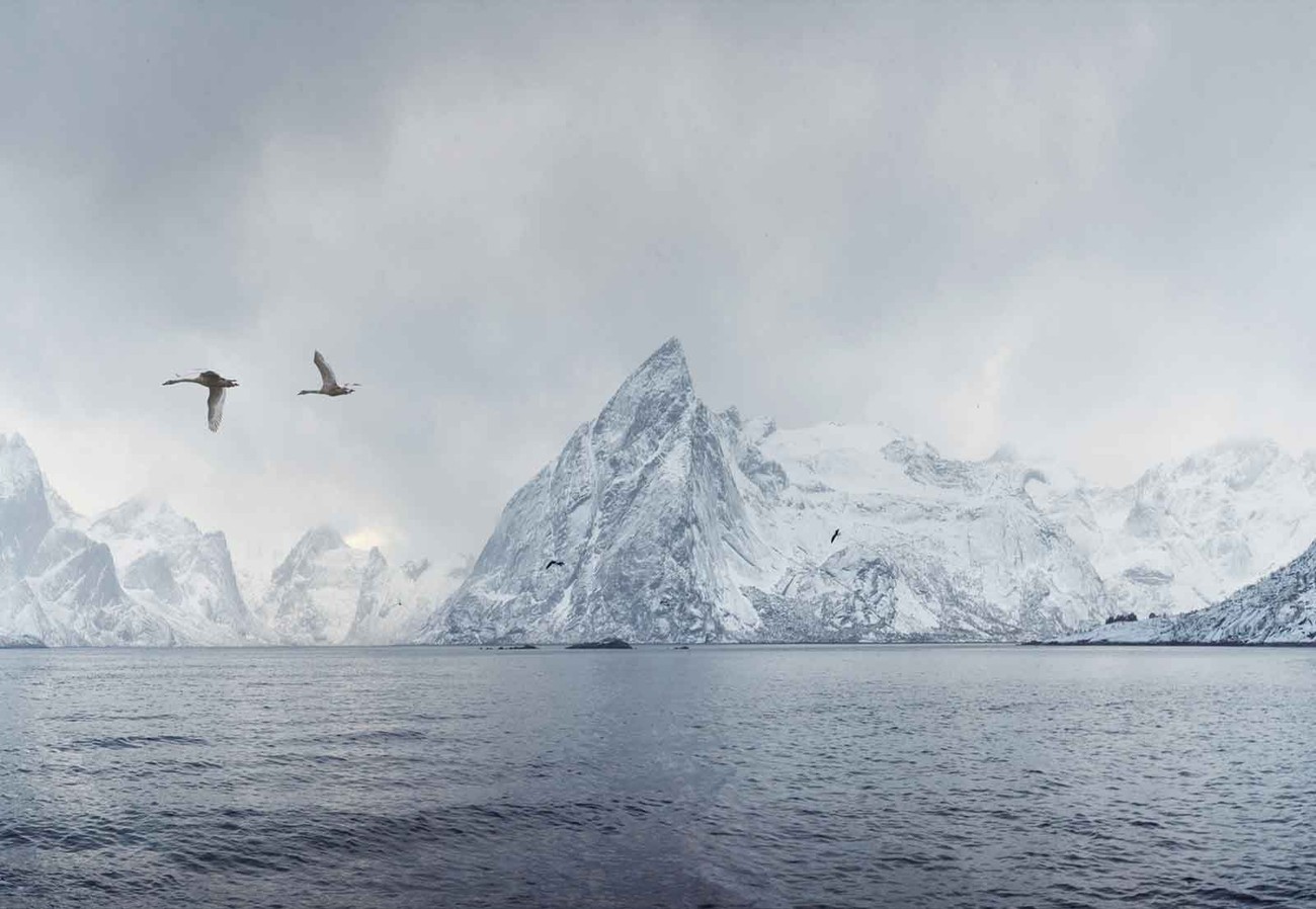 Arctic Flight Fototapeta, Tapeta | Kup na Posters.pl