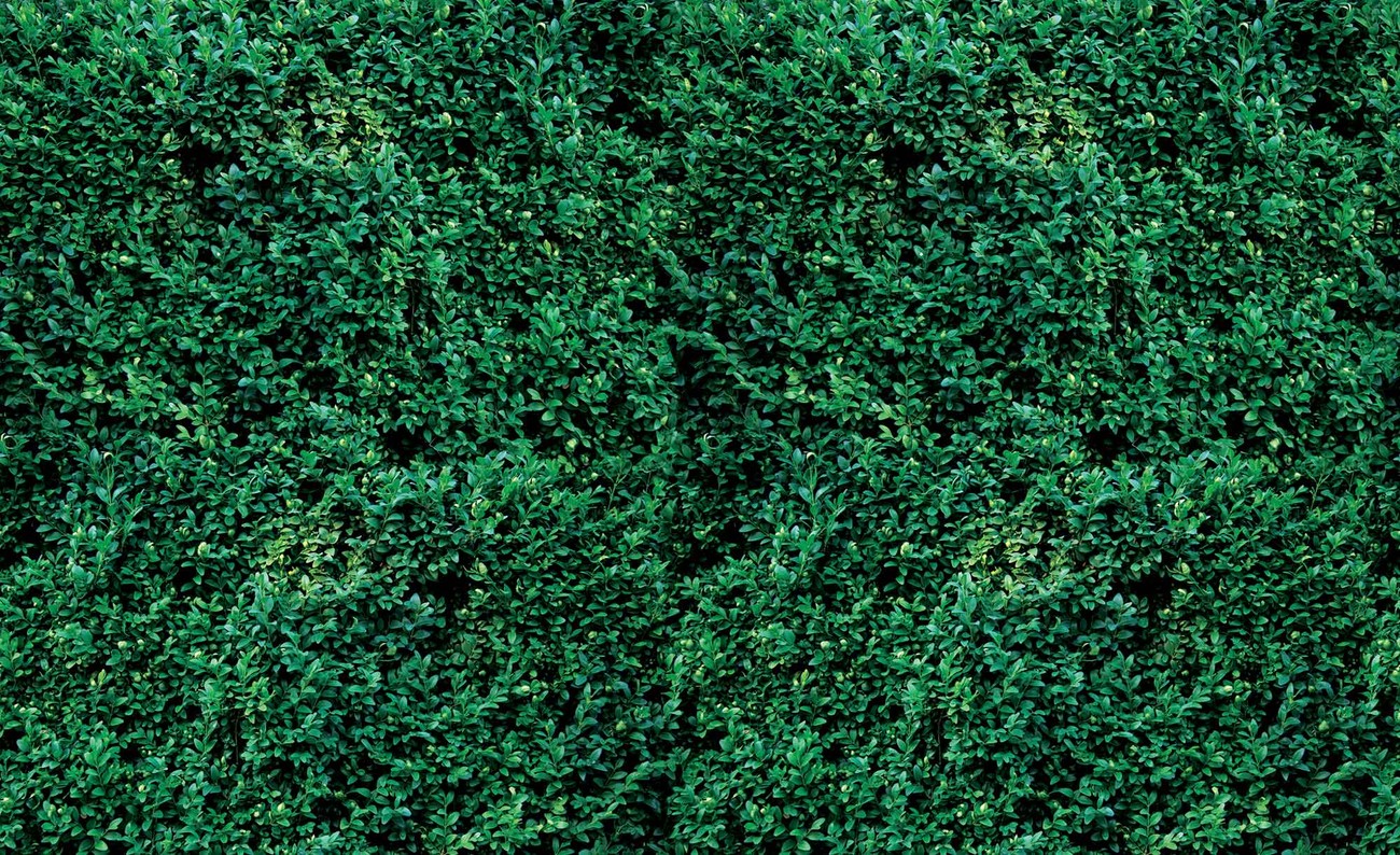 Trawa Tekstura Fototapeta, Tapeta | Kup na Posters.pl