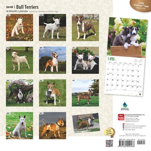 Anglický bulteriér - Kalendáře na zeď 2016 | Kup na Posters.cz