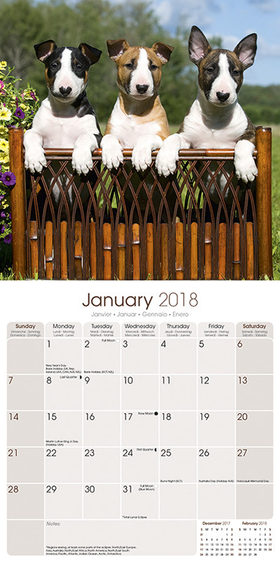 Anglický bulteriér - Kalendáře na zeď 2018 | Kup na Posters.cz